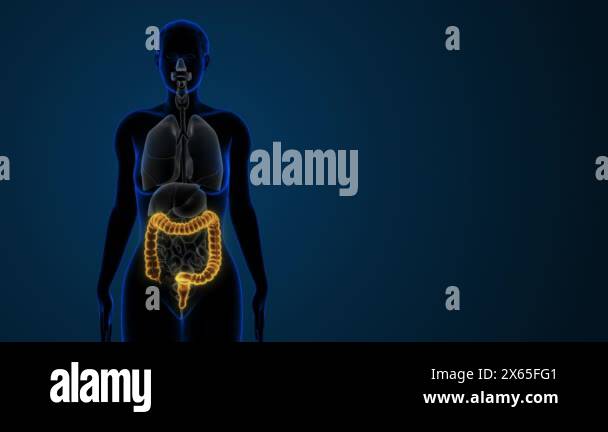 Female highlighted large intestine anatomy Stock Video Footage - Alamy