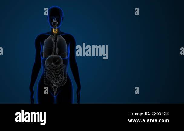 Thyroid surgery anatomy Stock Videos & Footage - HD and 4K Video Clips ...