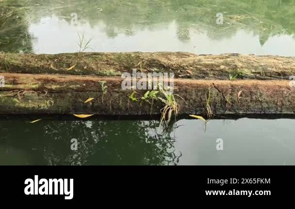 Fallen timber landscape Stock Videos & Footage - HD and 4K Video Clips ...