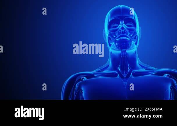 Human body muscles anatomy Stock Videos & Footage - HD and 4K Video ...