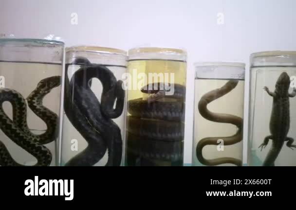 Snakes anatomy Stock Videos & Footage - HD and 4K Video Clips - Alamy