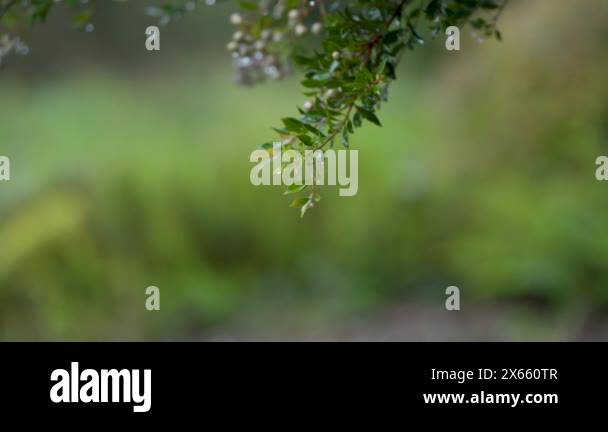 Rain drops falling on leaves. Raining in forest. Shower droplets raining onto tree branches in ...