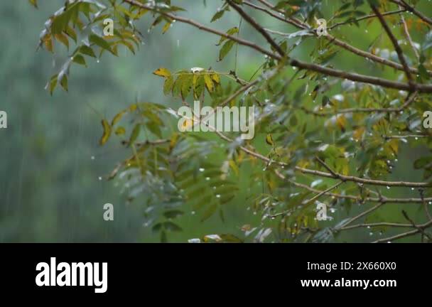 Rain drops falling on leaves. Raining in forest. Shower droplets raining onto tree branches in ...
