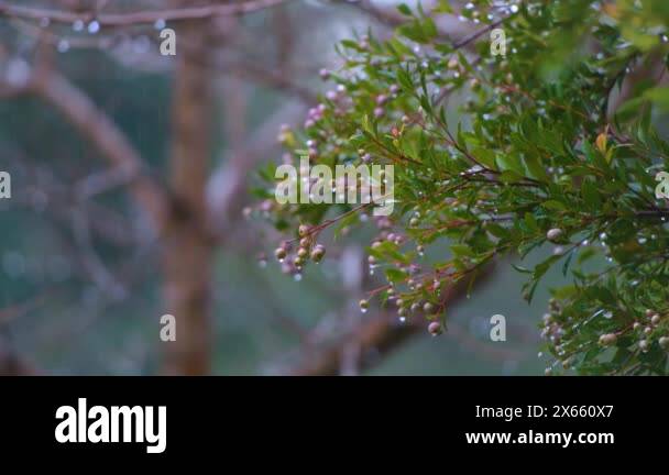 Rain drops falling on leaves. Raining in forest. Shower droplets raining onto tree branches in ...