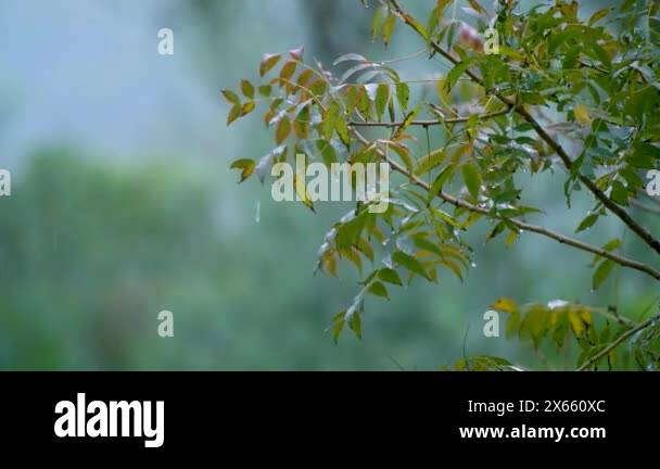 Rain drops falling on leaves. Raining in forest. Shower droplets raining onto tree branches in ...