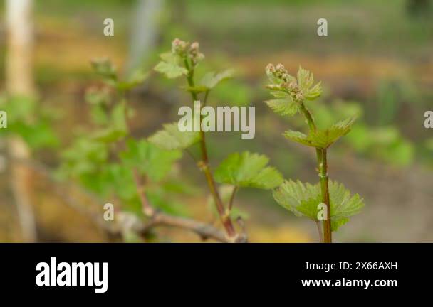Growing table grape varieties in small and medium-sized farms Stock ...