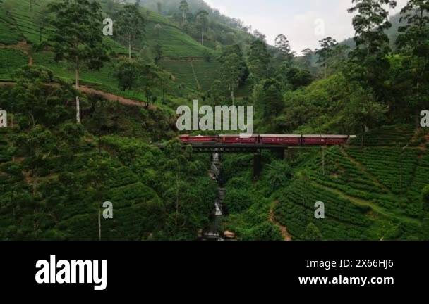Aerial of red train crosses lush green plants on Nanu Oya viaduct, tea ...