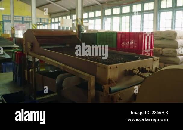 Next stage in authentic tea production captured in real-time. Automated ...