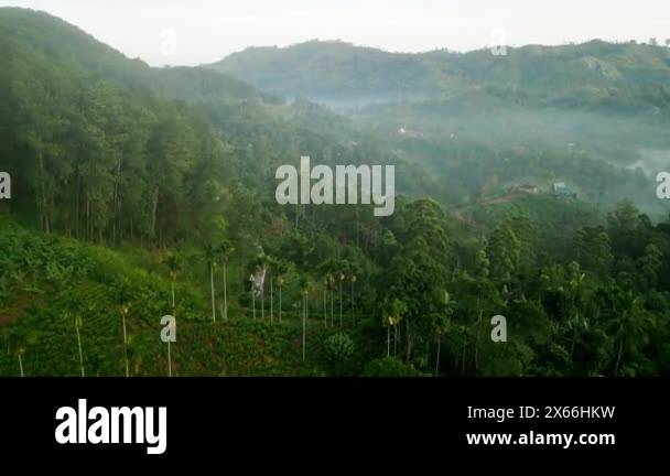 Mist floats over treetops as train travels through rich hills. Sunrise ...