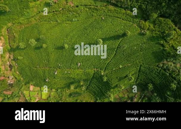 Green ceylon Stock Videos & Footage - HD and 4K Video Clips - Alamy