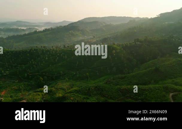 Ceylon tea fields Stock Videos & Footage - HD and 4K Video Clips - Alamy