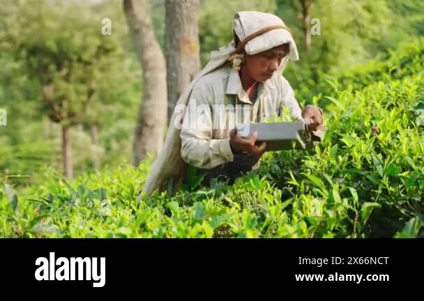 Traditional female workers in nature, hand-picking green leaves. Women ...