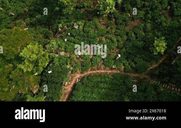 Tea workers in colorful attire dot green plants, of eco-sustainable ...