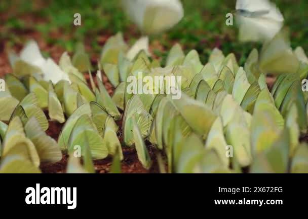 Insect wildlife in natural habitat, flutter wings. White butterflies ...