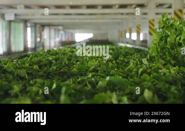 2023-06-01 - Ramboda, Sri Lanka. Bluefield Tea Factory. Factory workers ...
