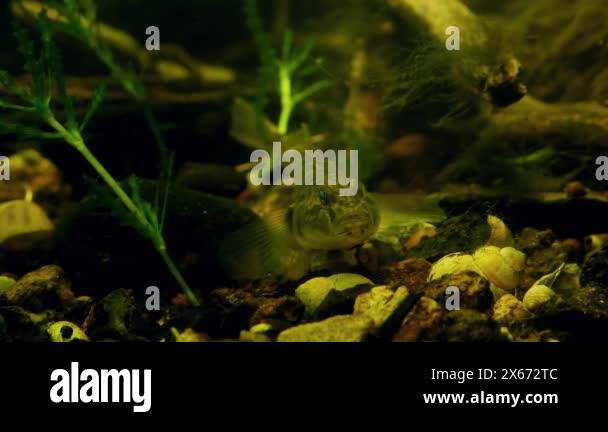 Common spiny fish Stock Videos & Footage - HD and 4K Video Clips - Alamy