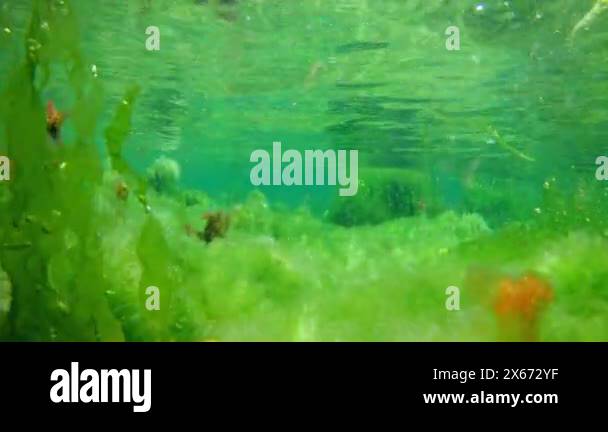 ulva and cladophora green algae seaweed bottom, oxygen rich saltwater ...