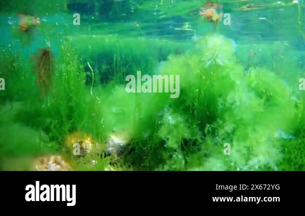 ulva and cladophora green algae in laminar flow, oxygen rich saltwater ...