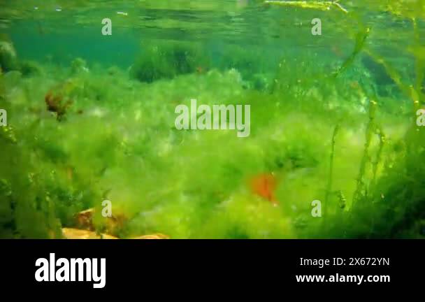 ulva and cladophora green algae in oxygen rich saltwater, laminar flow ...