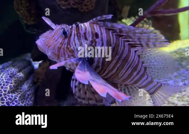 Luna fish Stock Videos & Footage - HD and 4K Video Clips - Alamy
