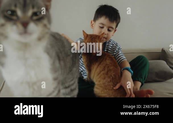 Felidae family Stock Videos & Footage - HD and 4K Video Clips - Alamy