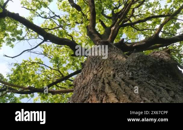 Hundred year old oak tree Stock Videos & Footage - HD and 4K Video ...