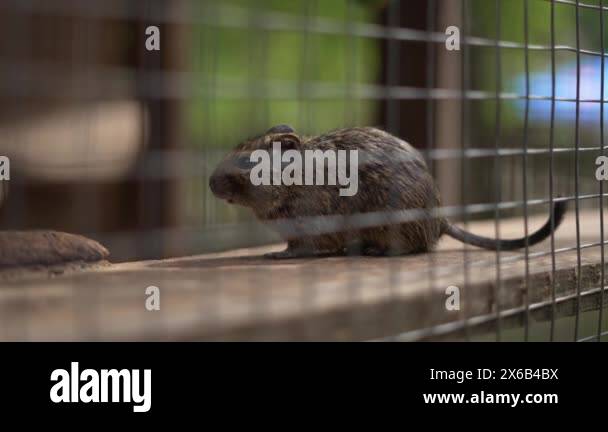 Dark gray rodent with brown spots in cage is looking through metal mesh with concentration Stock ...