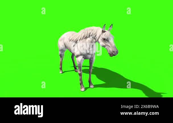 Black arabian stallion white tail Stock Videos & Footage - HD and 4K ...