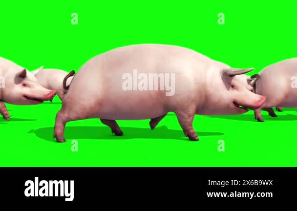 Group of Pigs Animals Farm Walk Side Green Screen 3D Renderings ...
