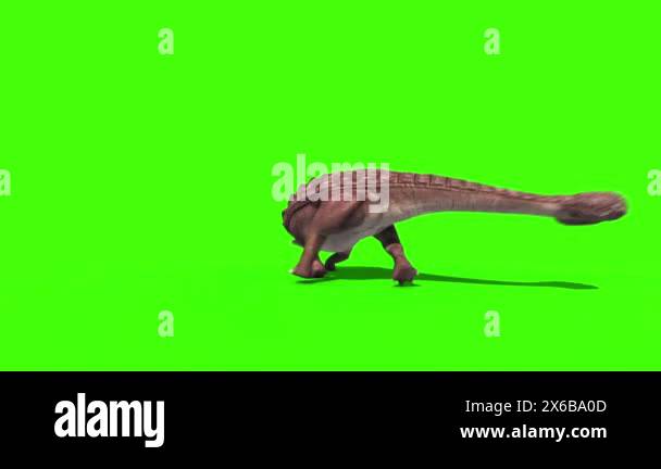 Ankylosaurus Dinosaurs Attack Loop Front 3D Animation Green Screen ...