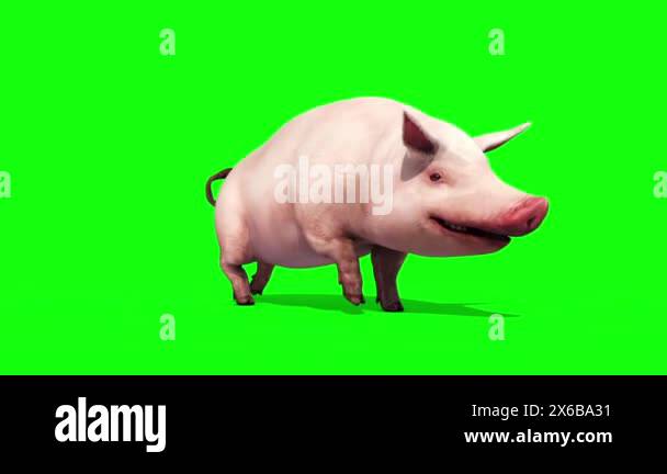 Pig Animal Farm Walkcycle Green Screen 3D Renderings Loop Animations ...