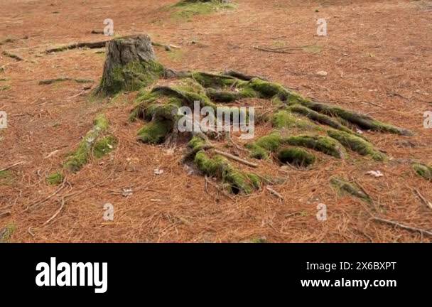 Coniferous old ancient evergreen tree Stock Videos & Footage - HD and ...