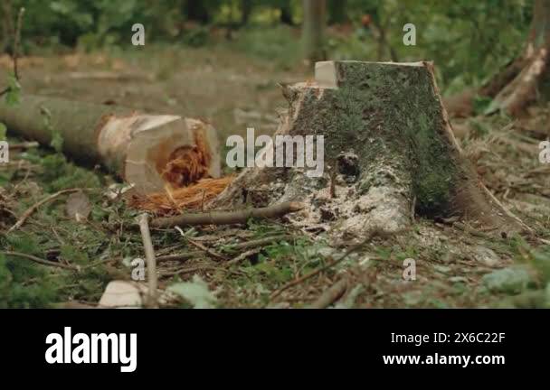 Deforestation, forest landscape, view of a felled tree in the forest ...