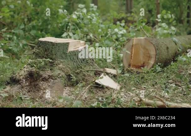 Forest landscape, view of a felled tree and stump in the forest ...