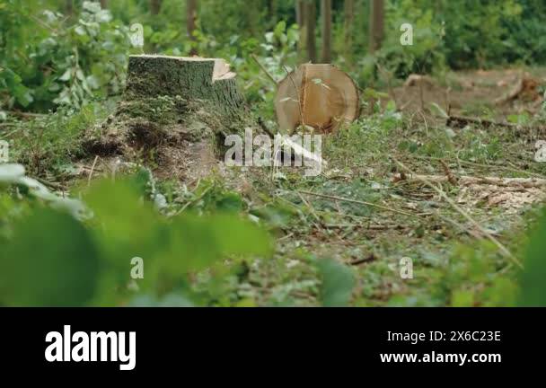 Forest landscape, view of a felled tree and stump in the forest ...