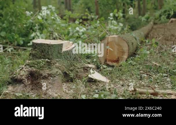 Forest landscape, view of a felled tree in the forest, sawmill, extraction of natural resources ...