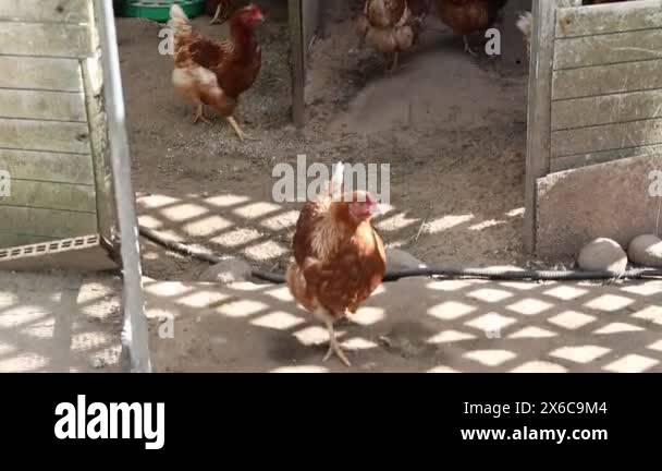 A group of chickens can be seen roaming and pecking at feed inside a ...
