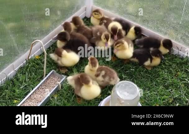A group of ducklings can be seen moving around inside a glass enclosure ...