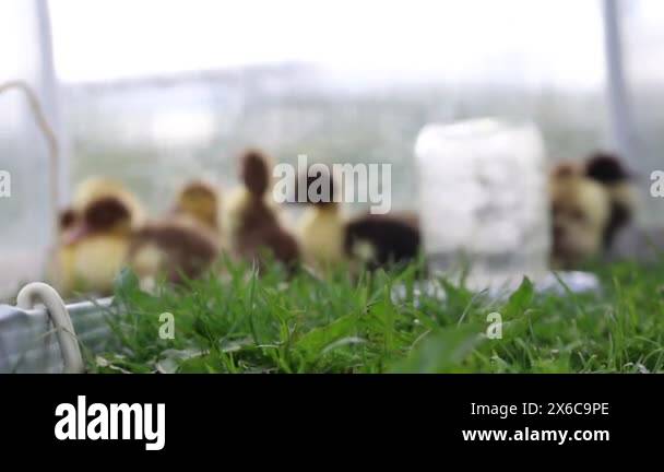 A group of ducklings, fluffy and small, is moving around in a grassy ...