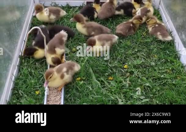 A group of adorable baby ducks are seen playing and interacting inside ...