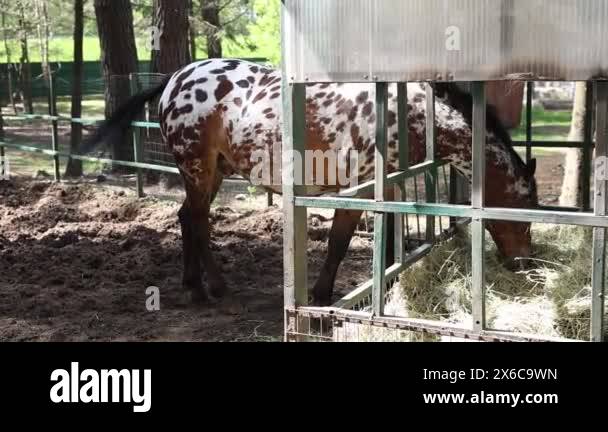 Horse with other animals Stock Videos & Footage - HD and 4K Video Clips ...