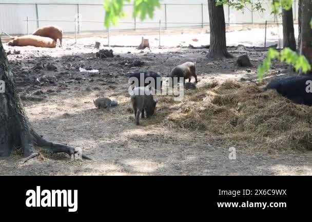 Several pigs, domestic animals found on farms, are seen wandering ...