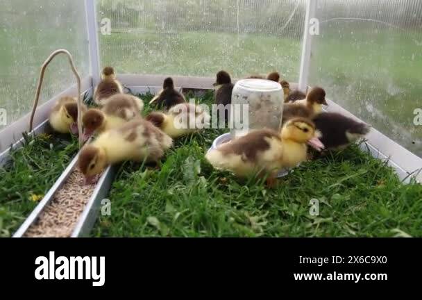 A group of adorable baby ducks are shown inside a cage on a farm. They ...