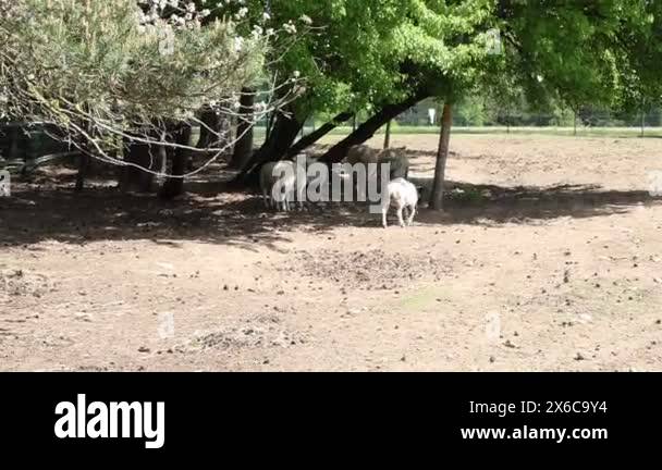 Goats resting under a tree Stock Videos & Footage - HD and 4K Video ...