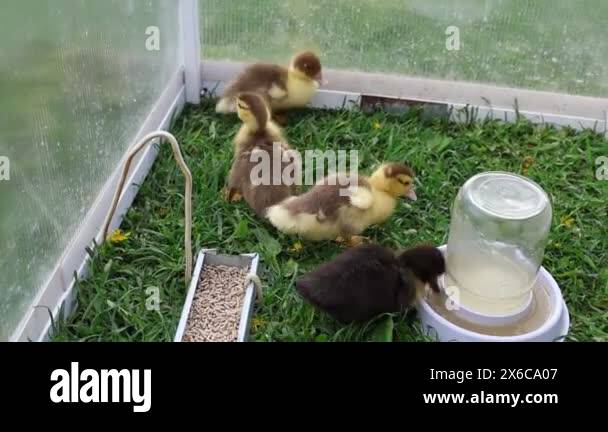 A group of baby ducks can be seen inside a glass enclosure on a farm ...