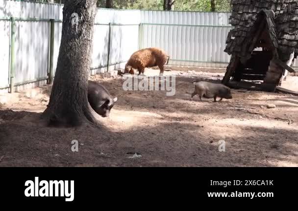 Several pigs are seen in a zoo enclosure, moving around, eating, and ...