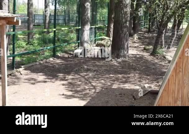 A panda is seen in its zoo enclosure, walking around, climbing on ...