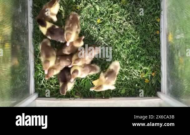 A Group Of Ducklings Can Be Seen Inside A Cage On A Farm The Ducklings