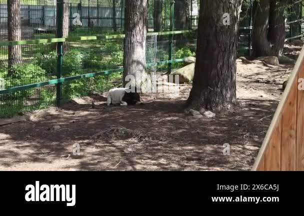 Two pictures showcase a giraffe and a zebra in their zoo habitat. The ...