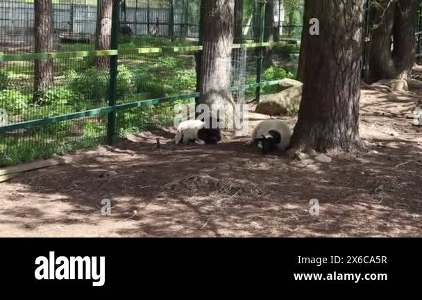 A group of sheep, farm animals known for their wool and milk, can be ...